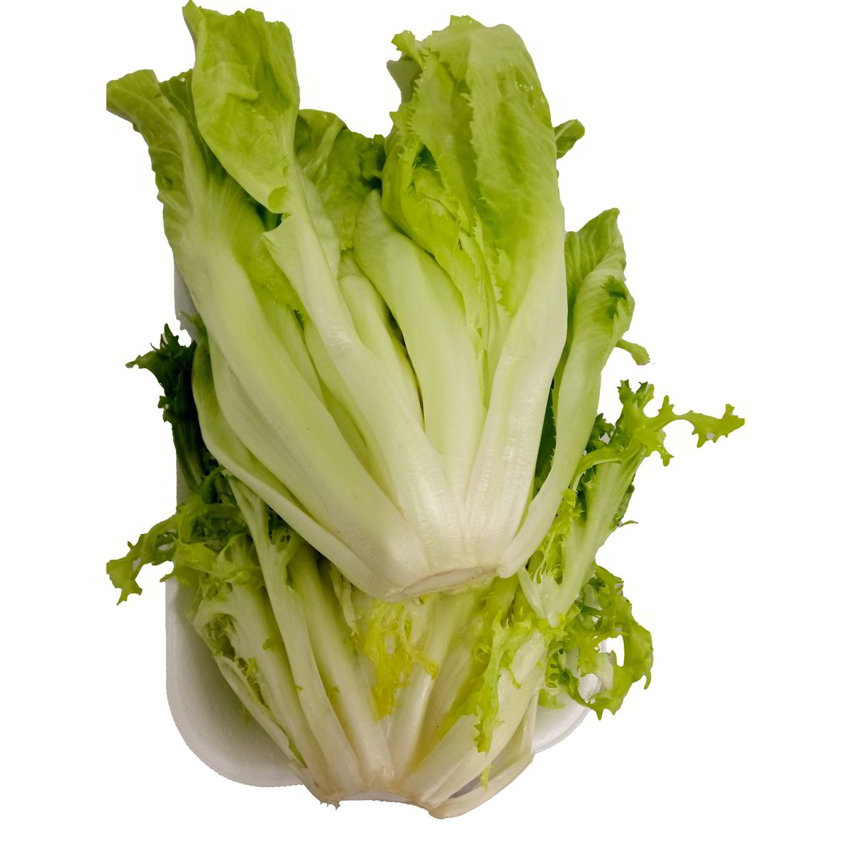 INSALATA RICCIA E SCAROLA GR. 600 - l'ecommerce secondo Iper Tosano